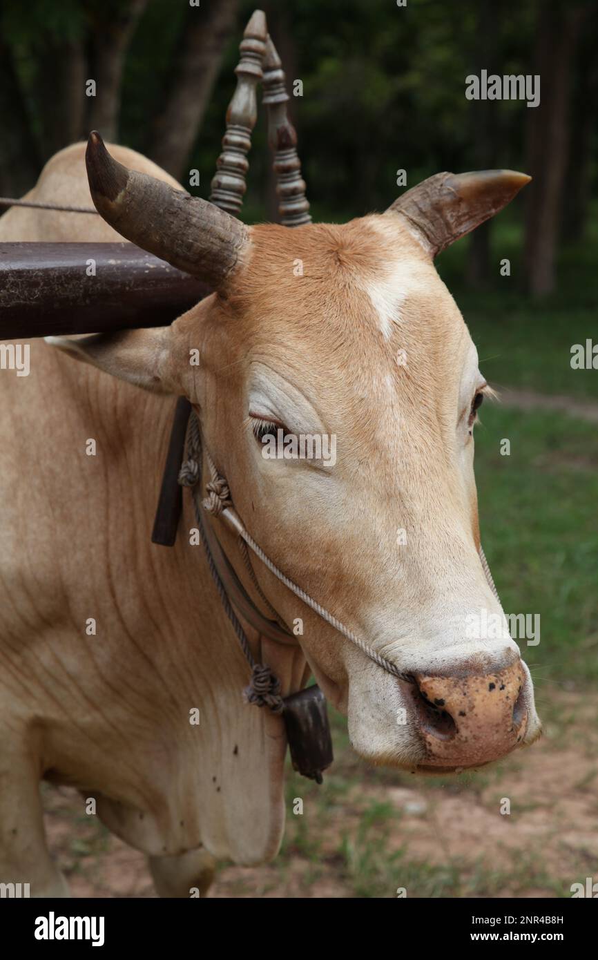 Bull pulling cart hi-res stock photography and images - Alamy