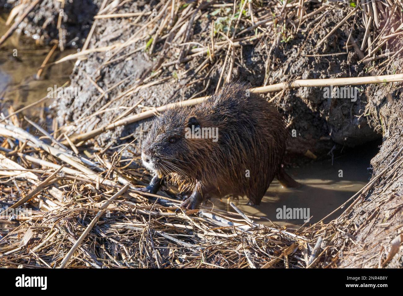Nutria (Myocastor coypus), young animal in front of burrow, cave, Lower ...