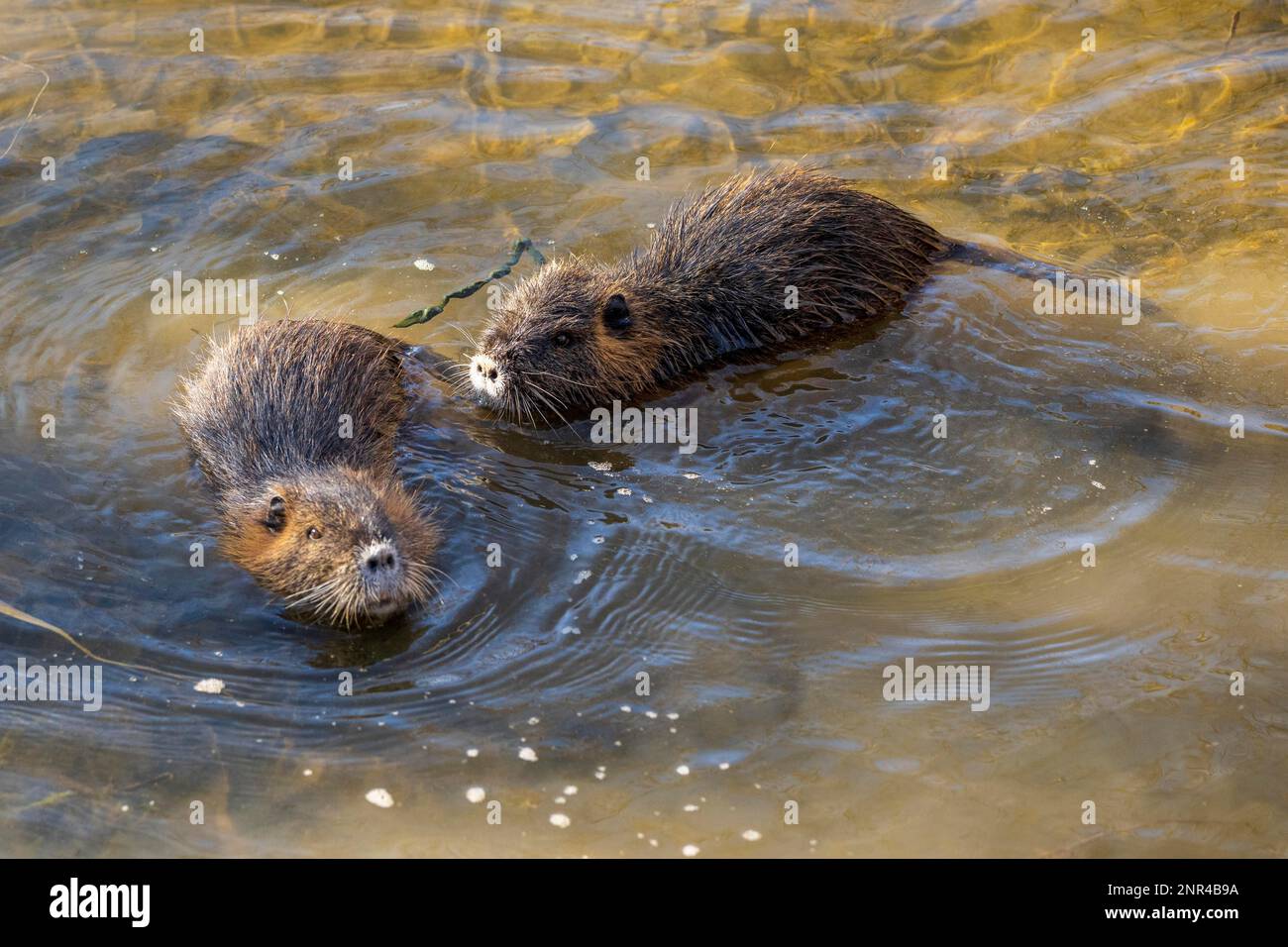 Nutria (Myocastor coypus), young animals swimming in the water, Lower ...