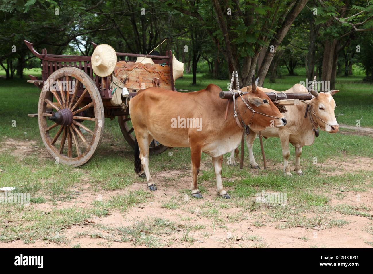 Bull pulling cart hi-res stock photography and images - Alamy