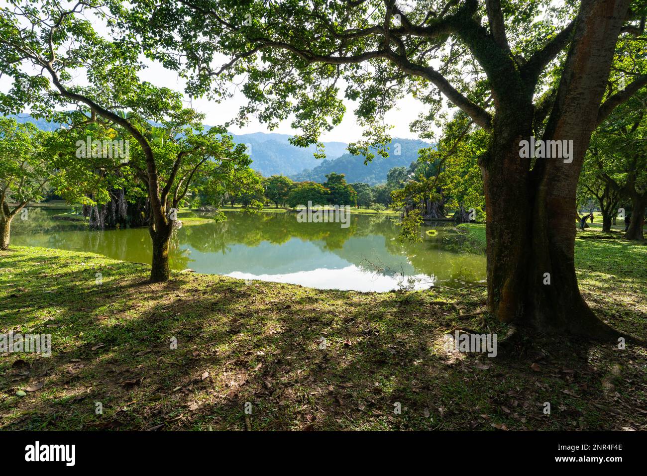 Taiping lake gardens hi-res stock photography and images - Alamy