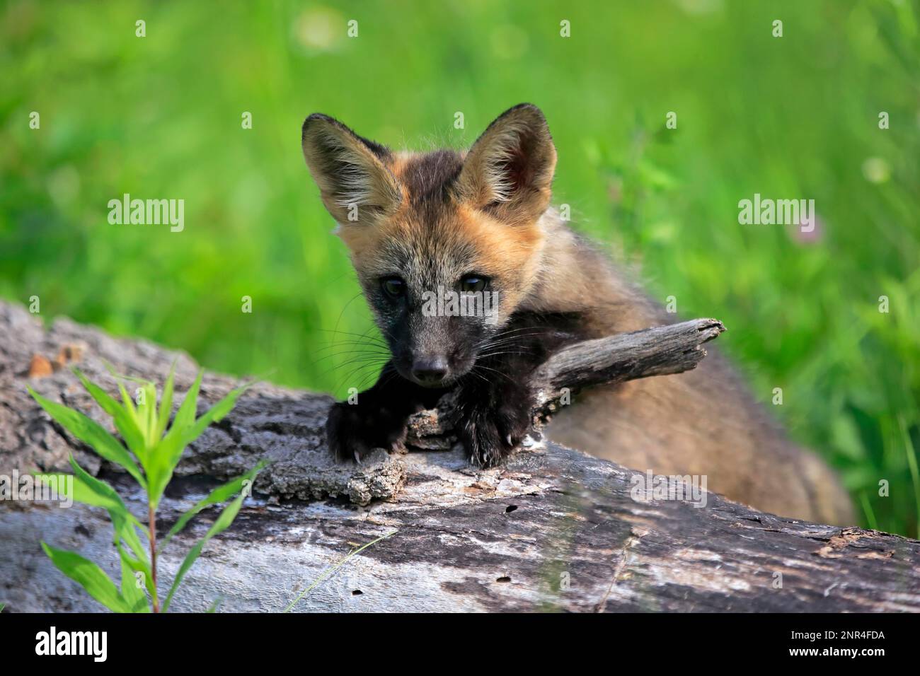 Eastern american red fox (Vulpes vulpes fulvus), juvenile, Pine County ...