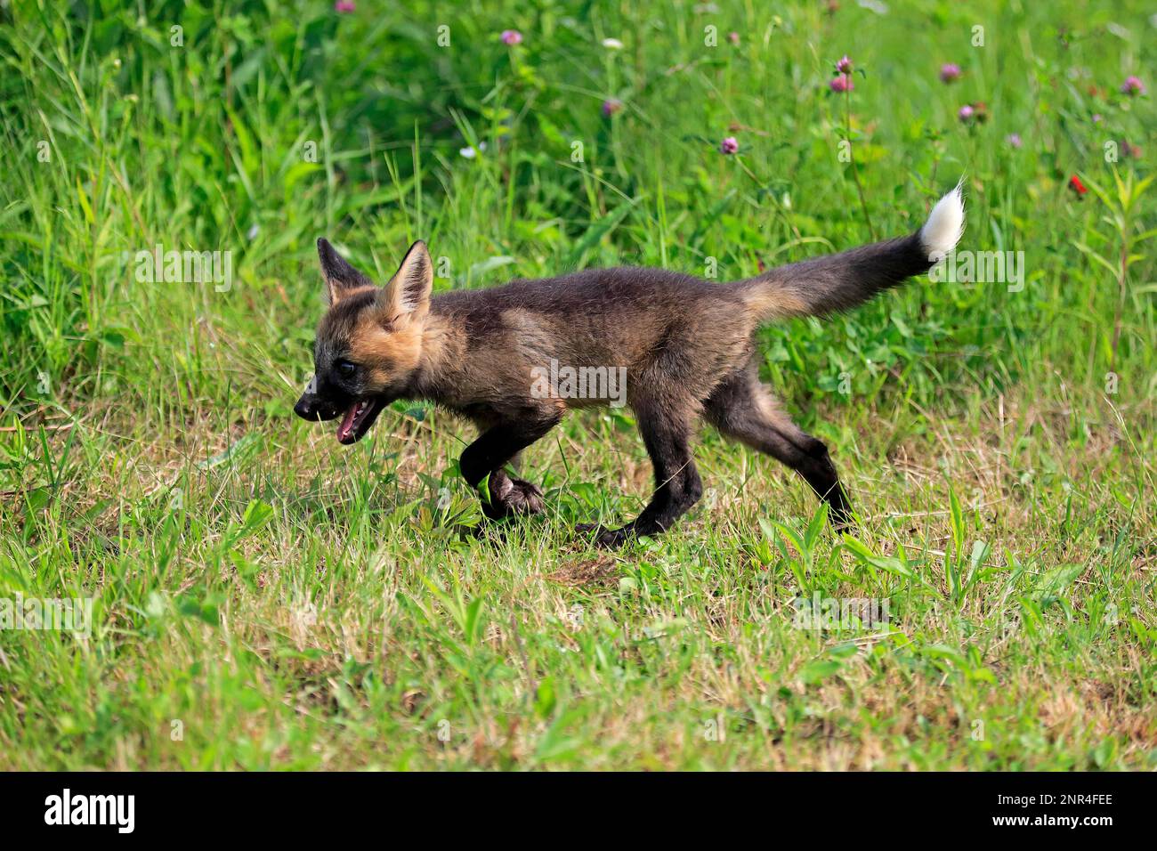 Eastern american red fox (Vulpes vulpes fulvus), juvenile, Pine County ...