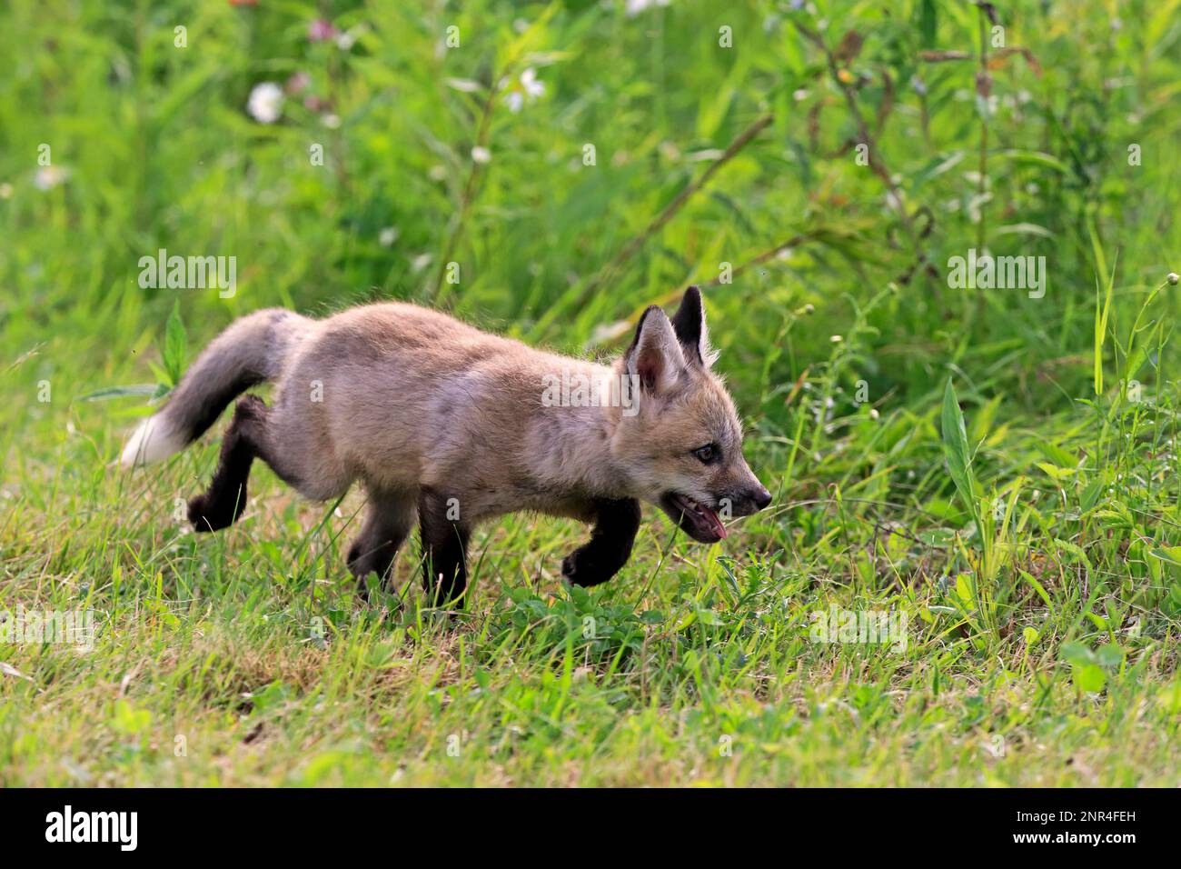 Eastern american red fox (Vulpes vulpes fulvus), juvenile, Pine County ...