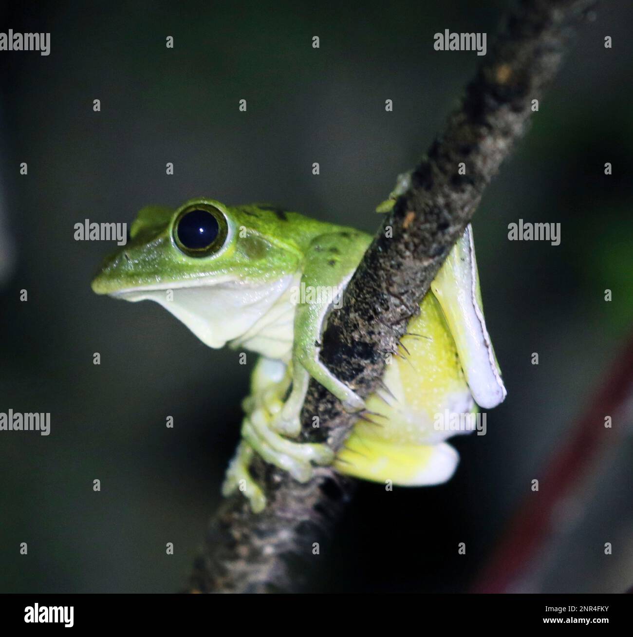 A picture taken on March 26, 2020 shows a Okinawan tree frog in ...