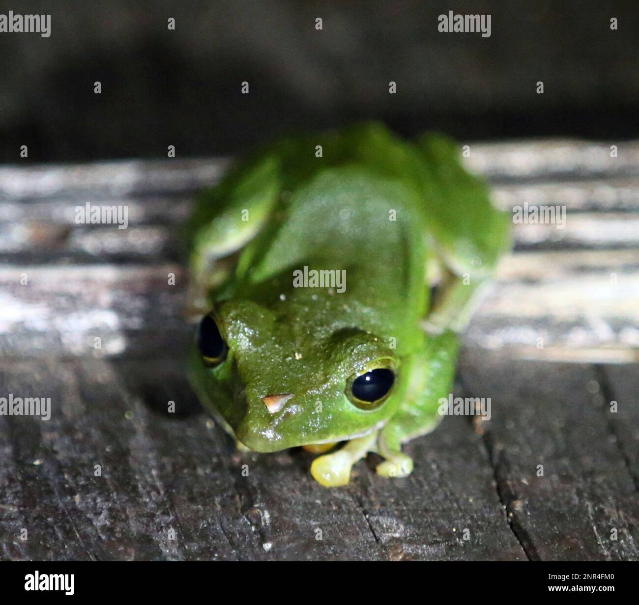 A picture taken on March 25, 2020 shows a Okinawan tree frog in ...