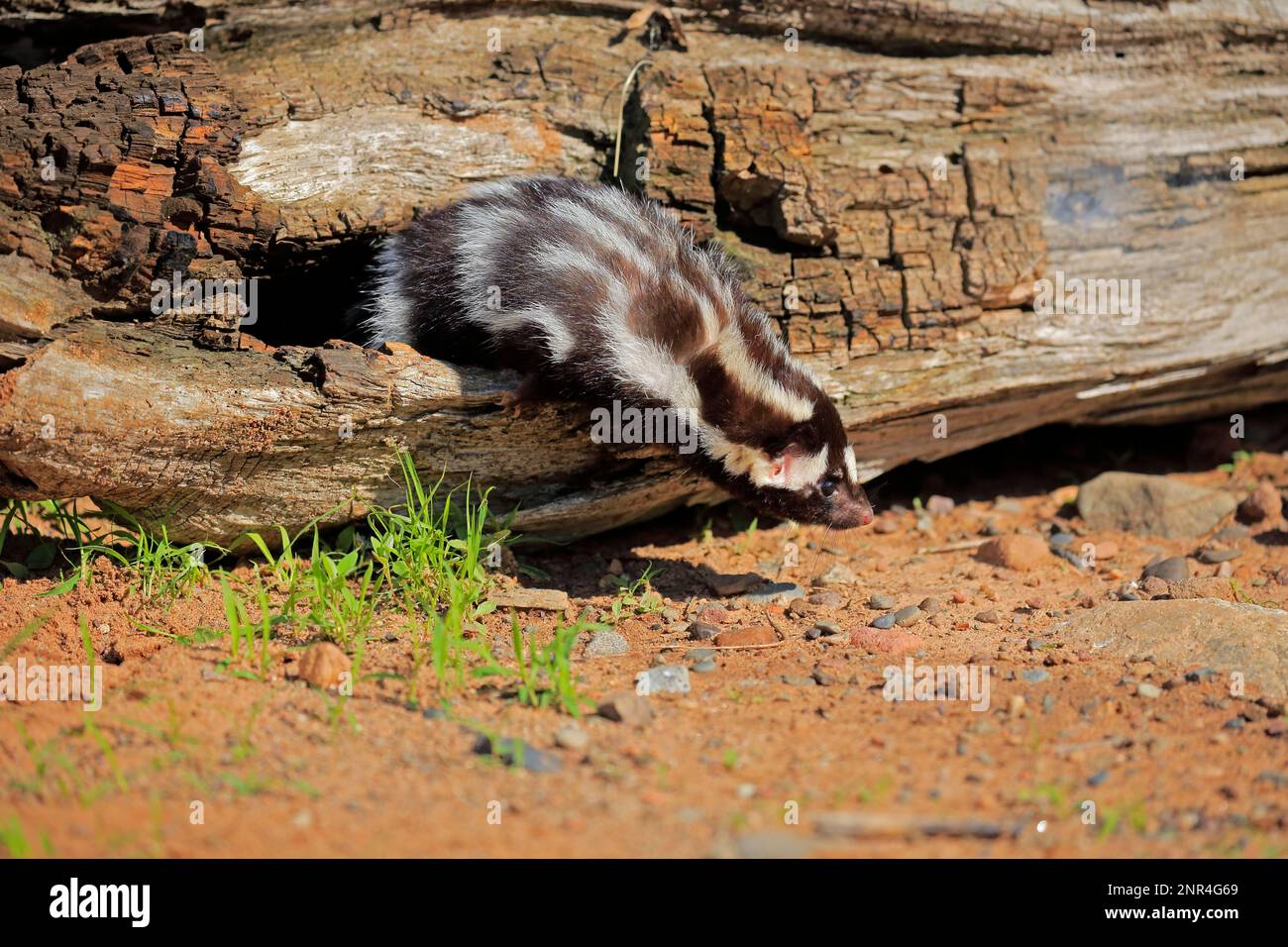 Eastern usa wildlife hi-res stock photography and images - Alamy