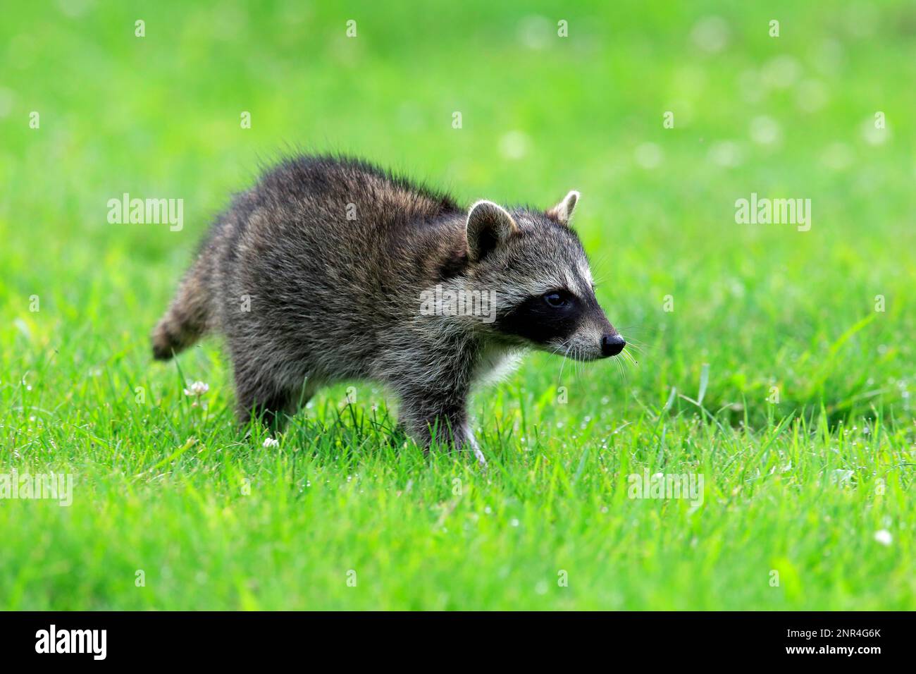 North American Raccoon (Procyon lotor), common raccoon, cub, Pine ...