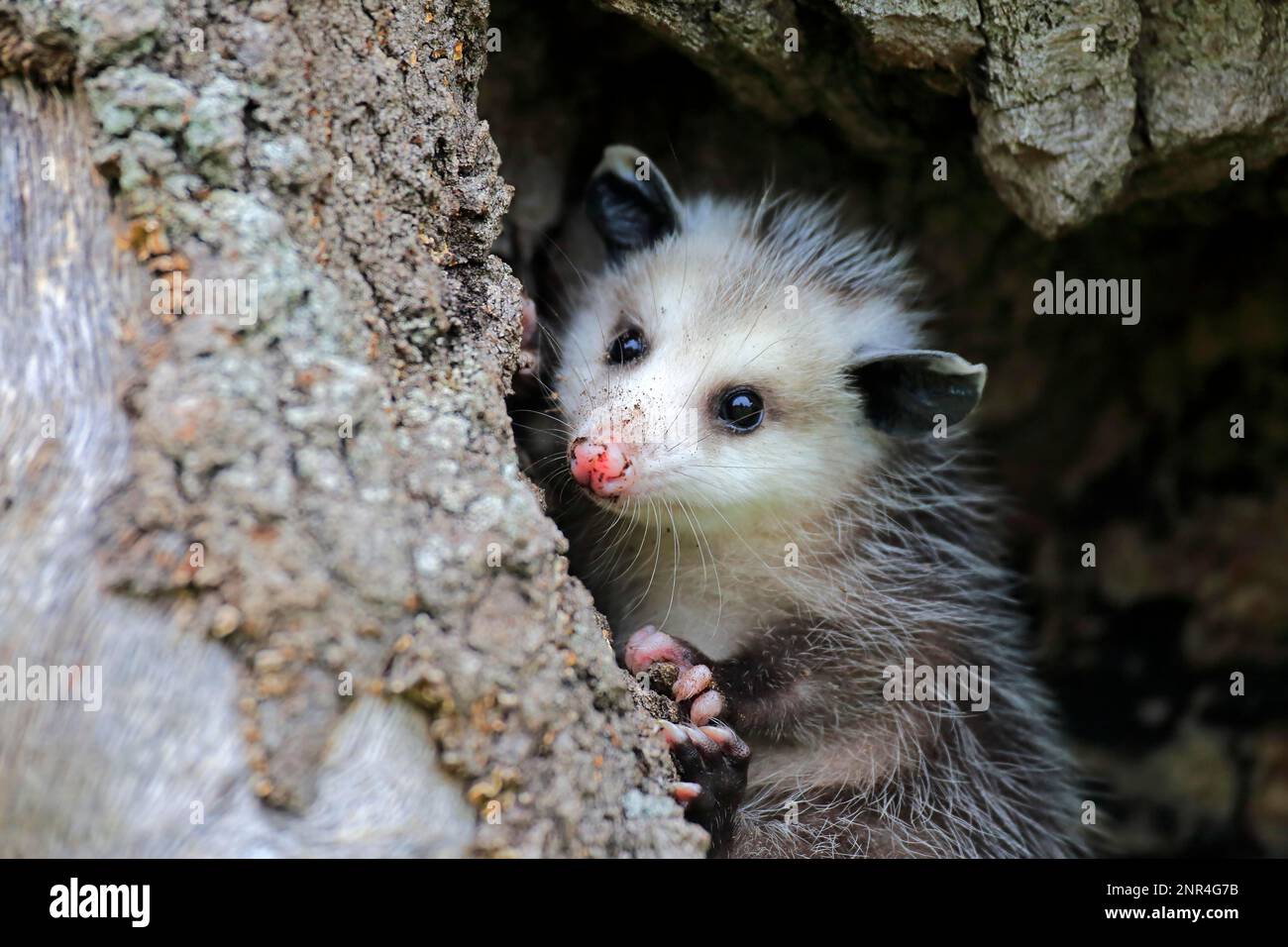 Virginia opossum (Didelphis virginiana), juvenile looking out of tree ...