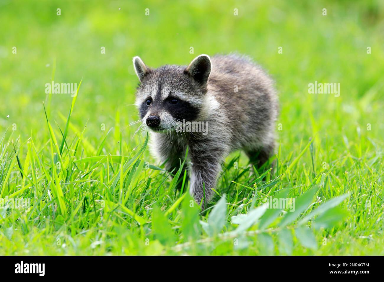 North American Raccoon (Procyon lotor), common raccoon, cub, Pine ...