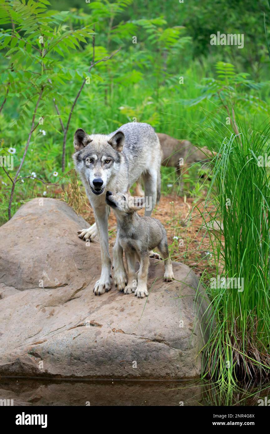 Gray wolf (Canis lupus) with young, Pine County, Minnesota, North ...