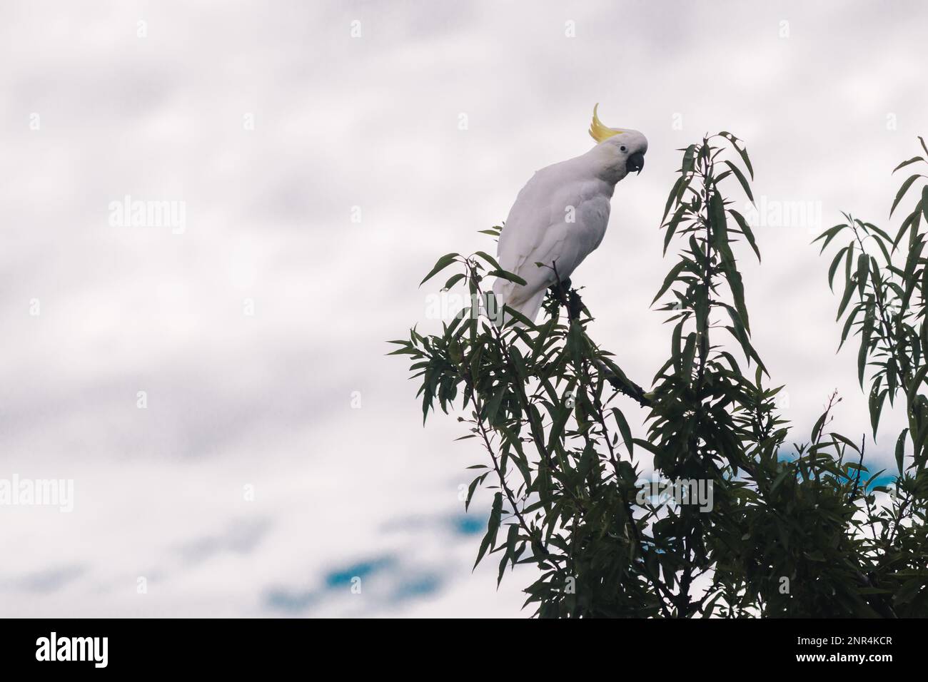 sulphur-crested cockatoo on fruit tree with cloudy sky in the ...