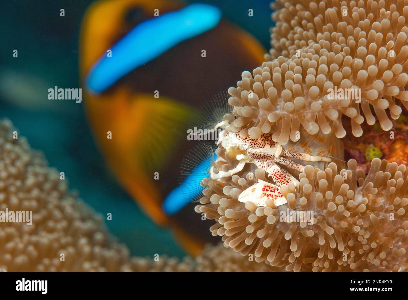 Spotted anemone crab, Spotted anemone crab, catches plankton, Indo ...