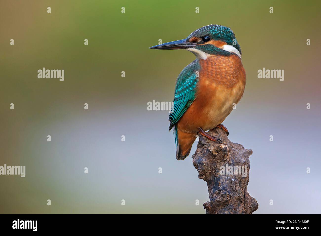 Common kingfisher (Alcedo atthis) sitting on branch and lying in wait ...