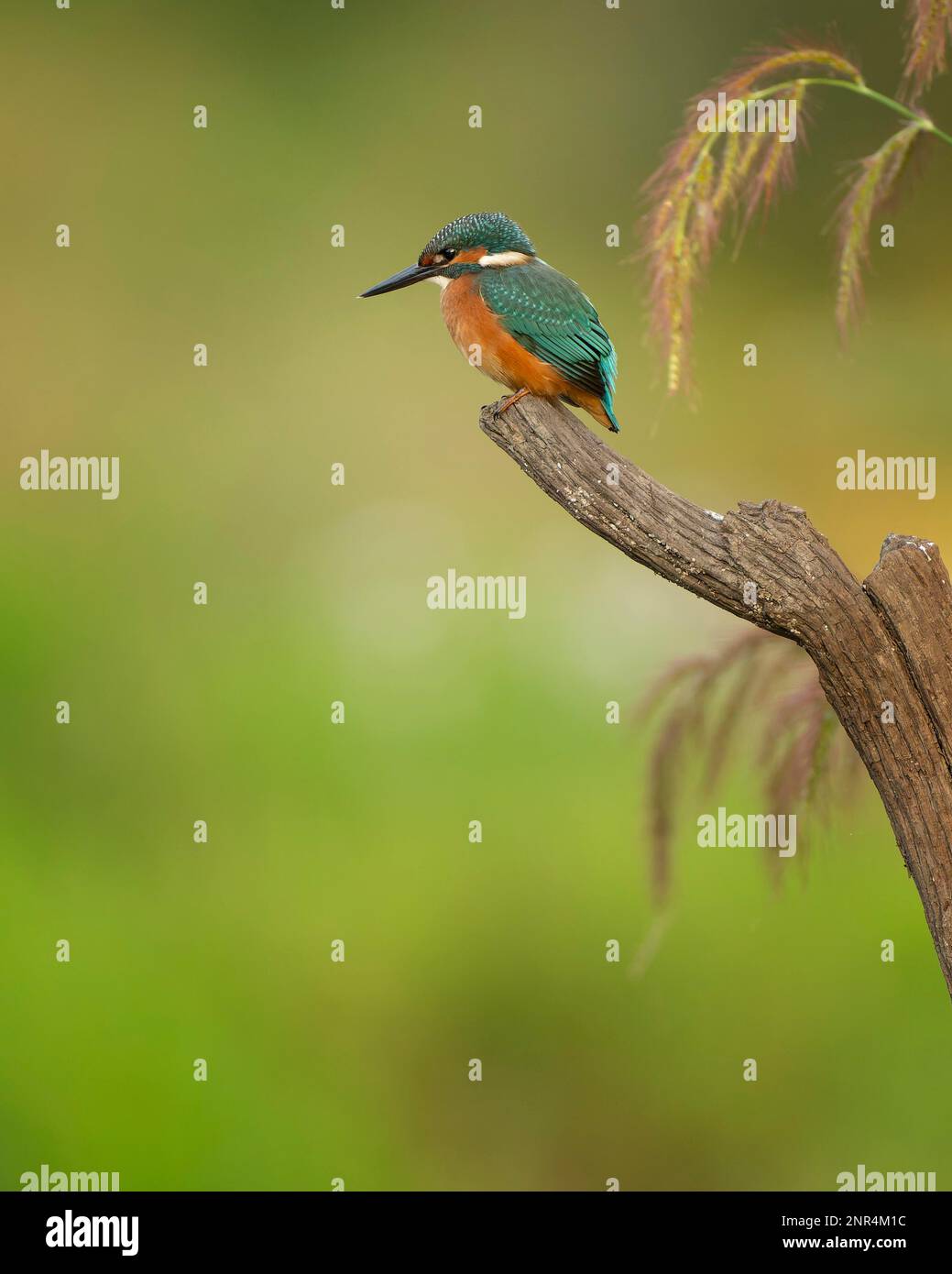 Common kingfisher (Alcedo atthis) sitting on branch and lying in wait ...