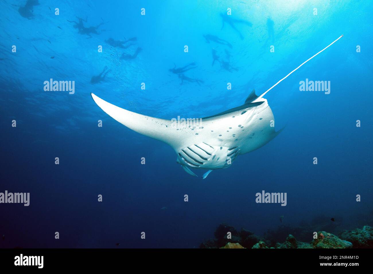 Manta ray, devil ray, winged ray, snorkeller on pelagic manta ray ...