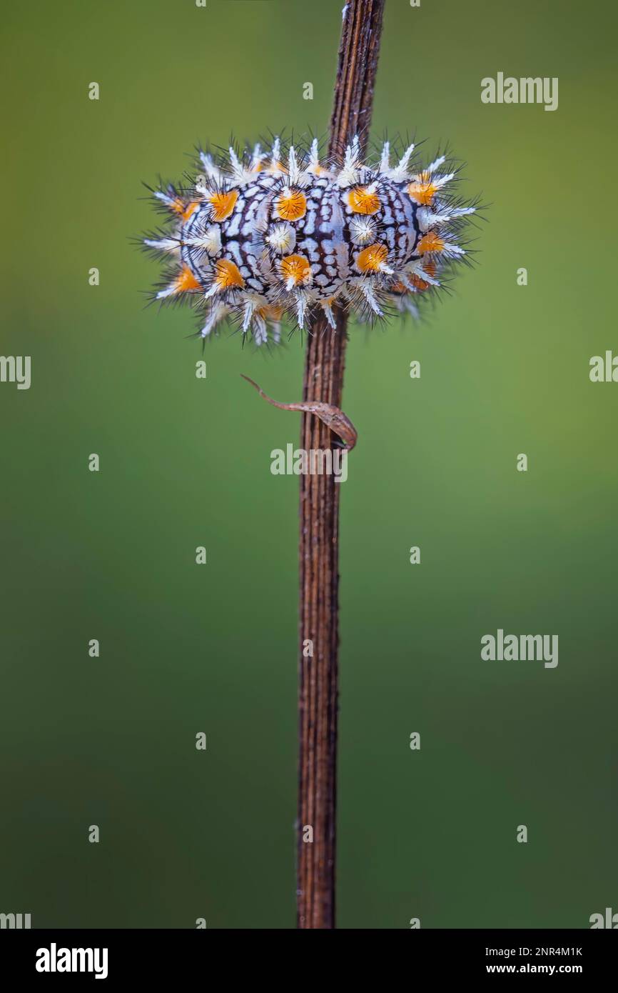 Caterpillar of the Red spotted fritillary (Melitaea didyma) sleeping on ...