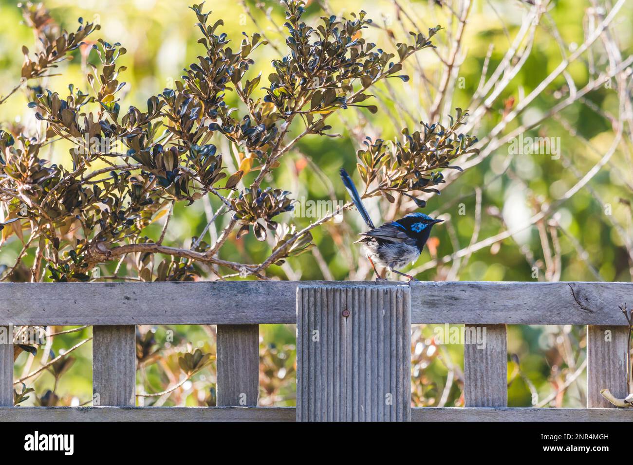 blue wren bird resting on top of fence lattice with foliage in the ...