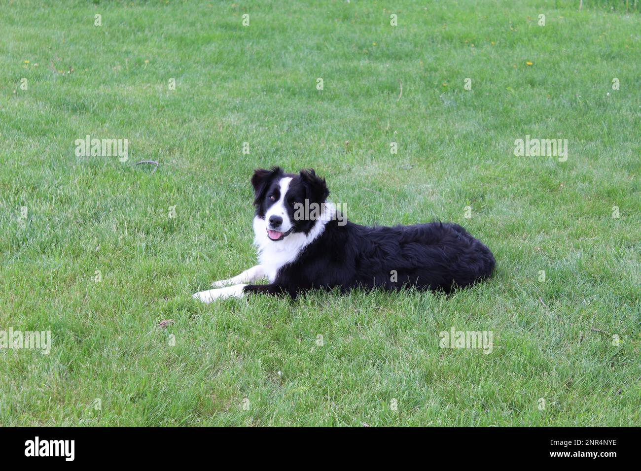 Boarder Collie - black and white - laying down, side profile, face ...
