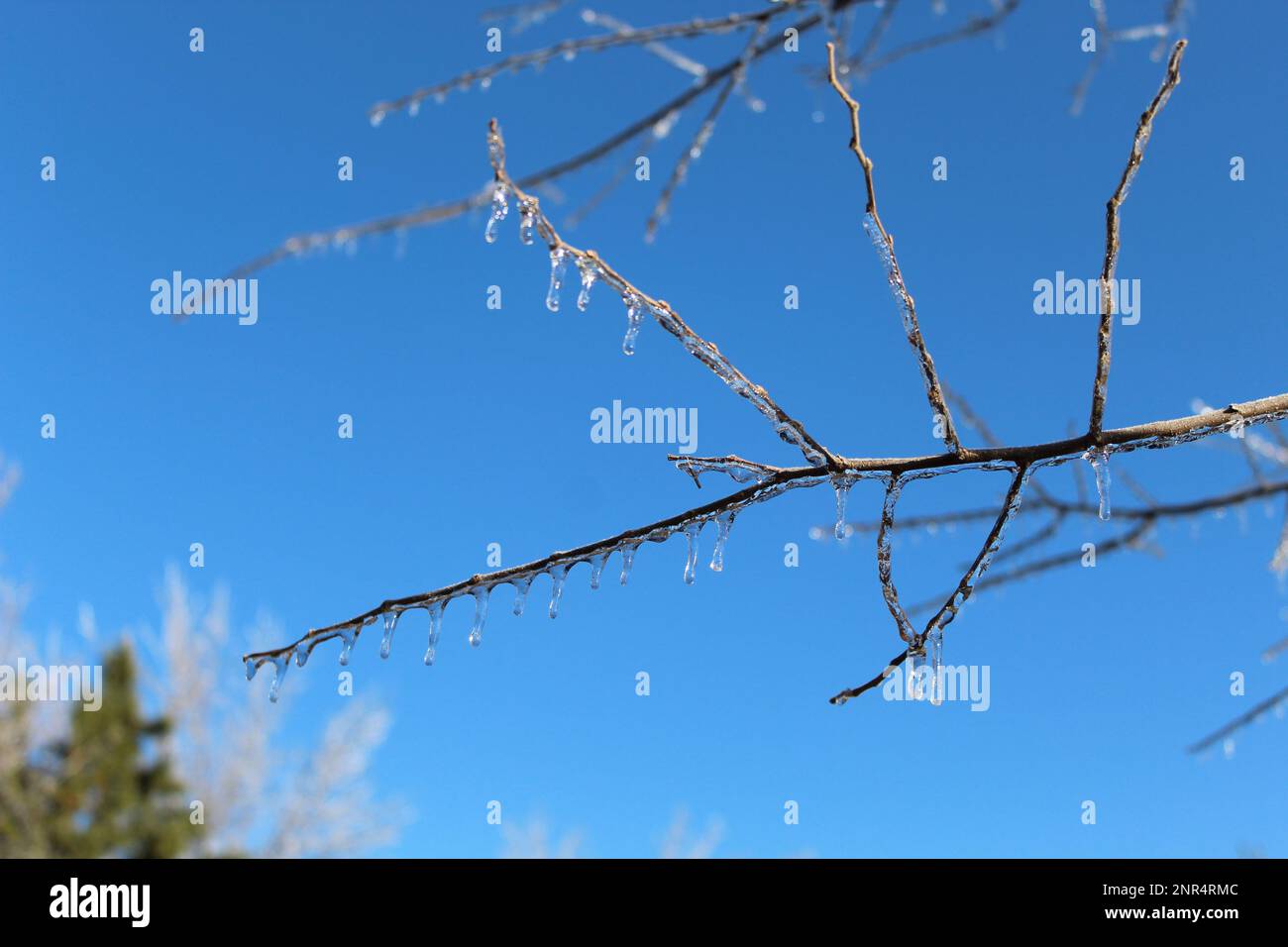Iced trees hi-res stock photography and images - Alamy