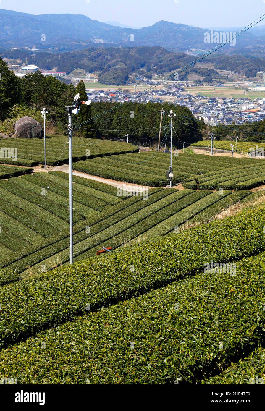 People enjoy a tea ceremony set up at an altitude of 200 meters of a ...