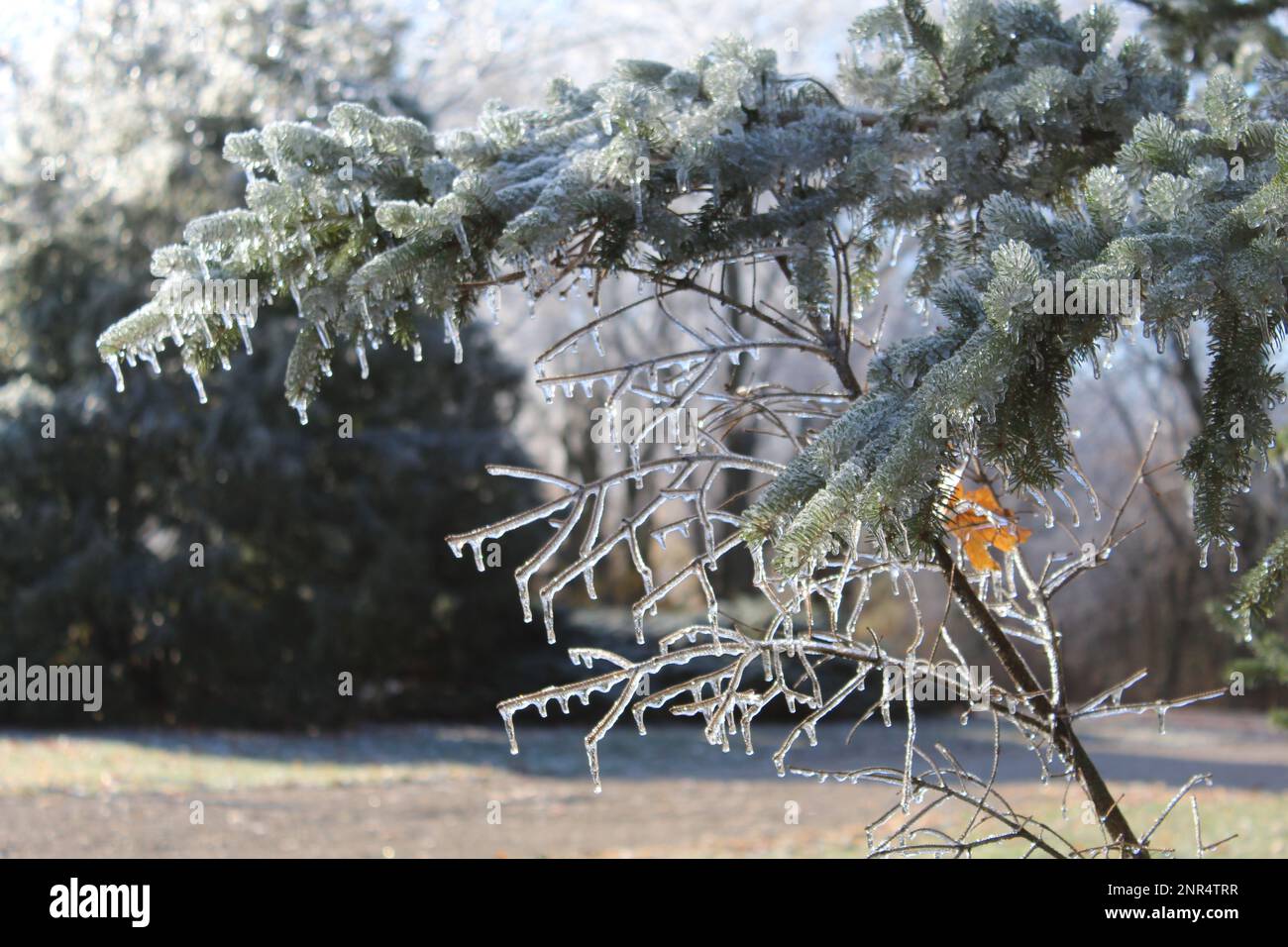 Iced Tree - When you can see winter, icicles, iced tree branches, frost ...