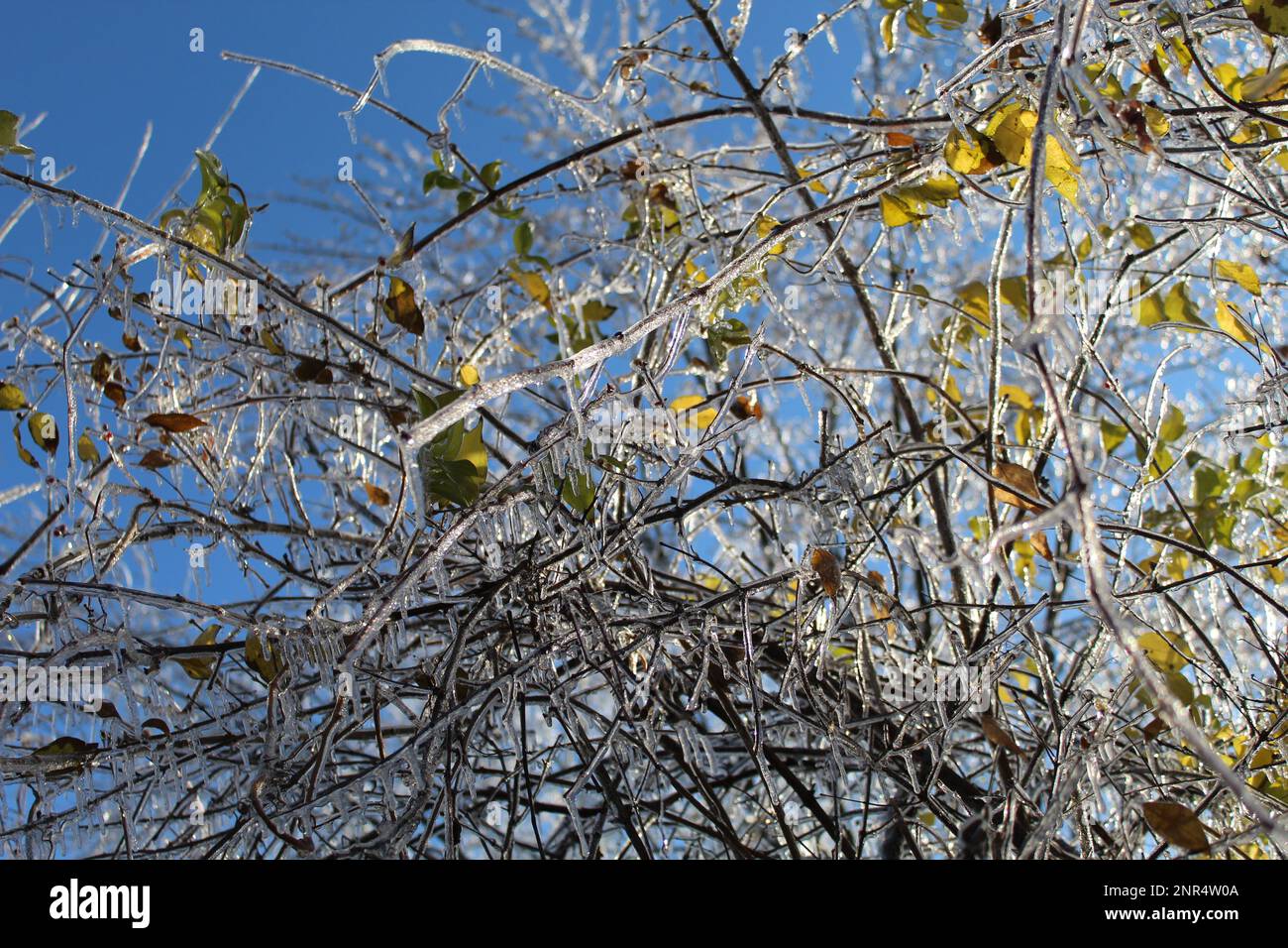 Iced Tree - When you can see winter, icicles, iced tree branches, frost ...