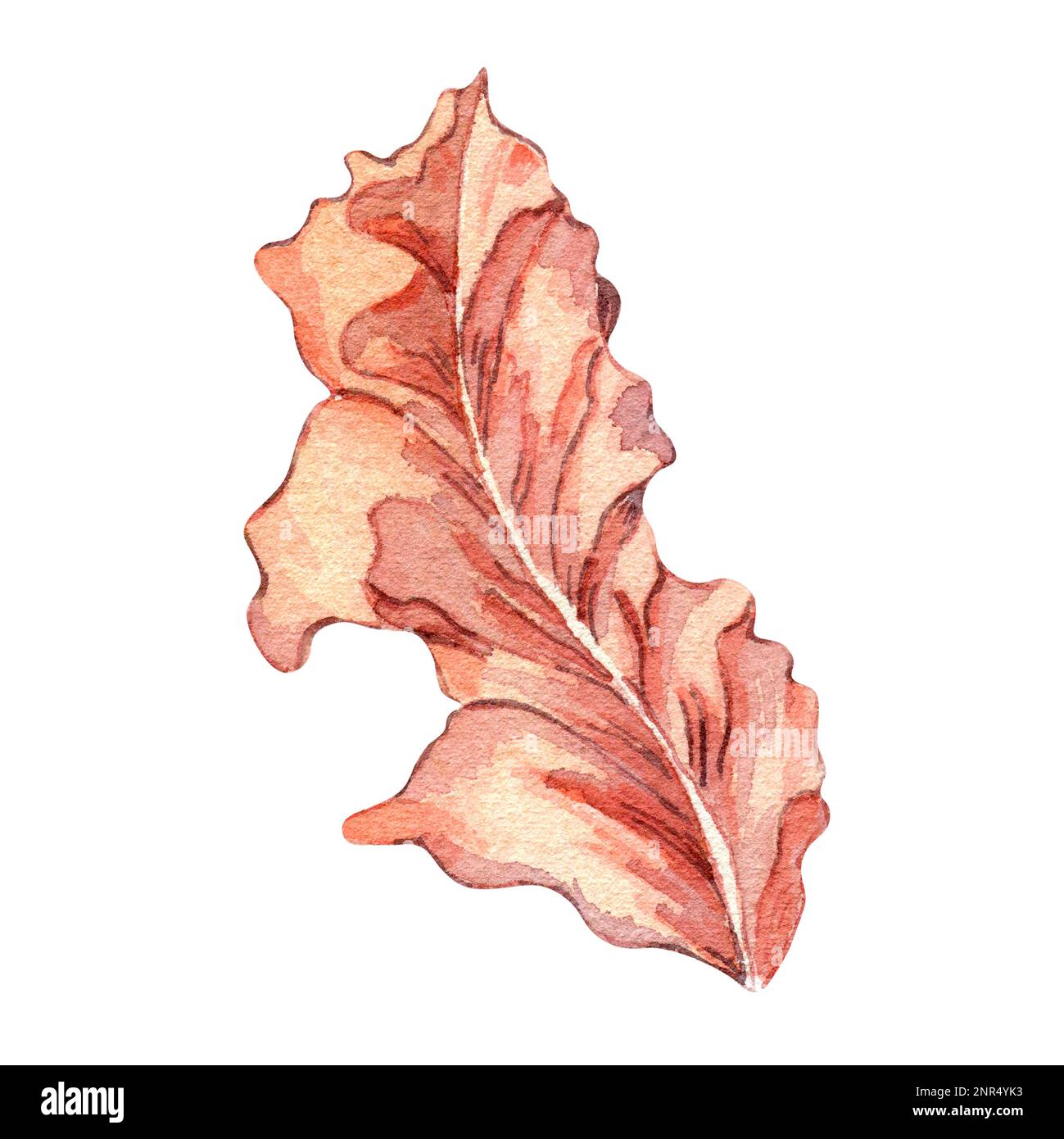 Pink sea plant watercolor illustration isolated on white background ...