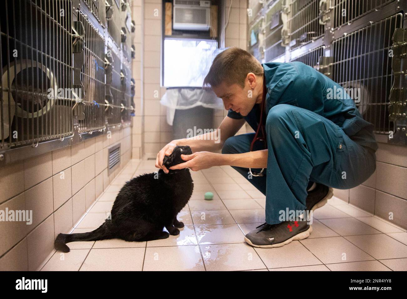 Animal Humane Society veterinarian Graham Brayshaw checks the eyes of a ...