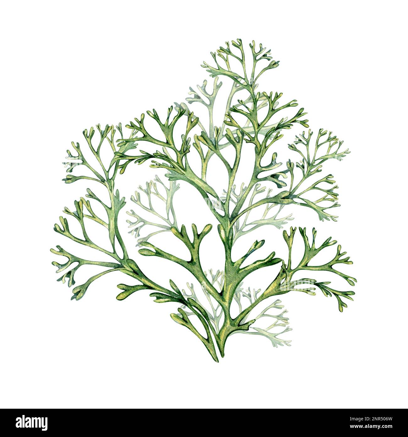 Green sea plant watercolor illustration isolated on white background ...