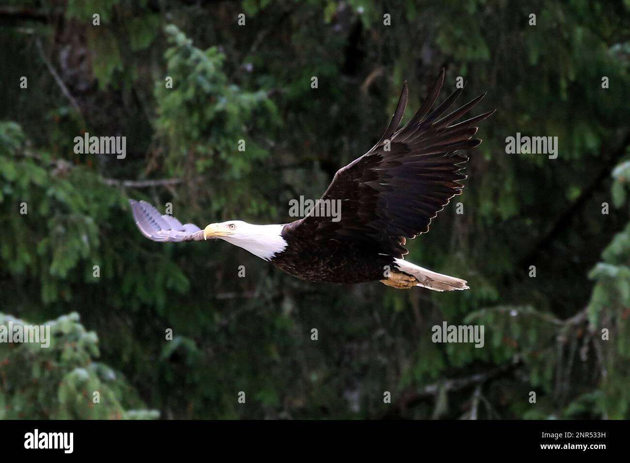 JUNEAU, AK - JULY 13: A bald eagle takes flight near Auke Bay Harbor on ...