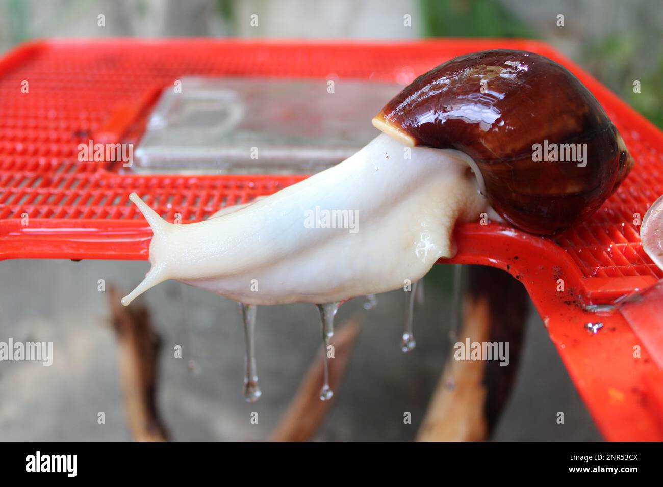 Giant African land snail on top of terrarium, dripping slime when wet ...