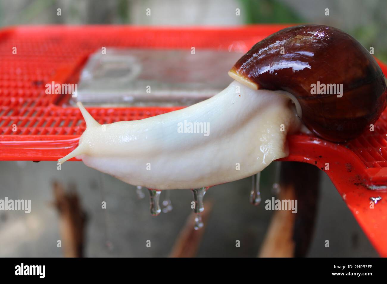 Giant African land snail on top of terrarium, dripping slime when wet ...