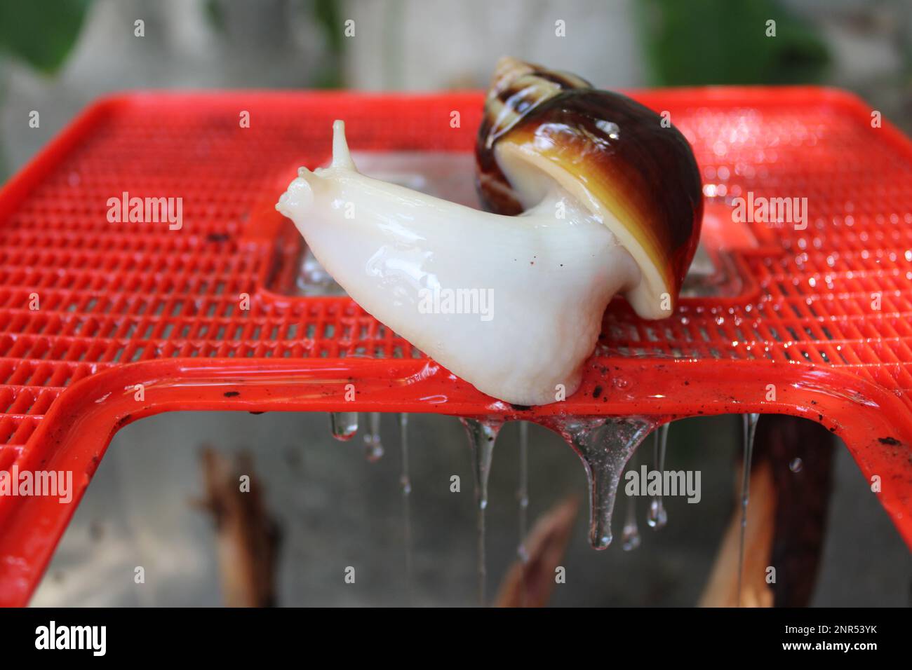 Giant African land snail on top of terrarium, dripping slime when wet ...