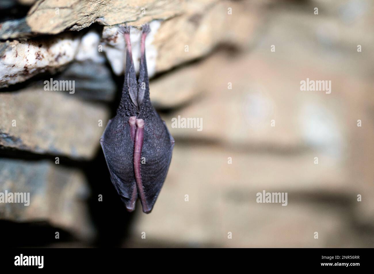 Ludwigsstadt, Germany. 22nd Feb, 2023. A lesser horseshoe bat clings to ...