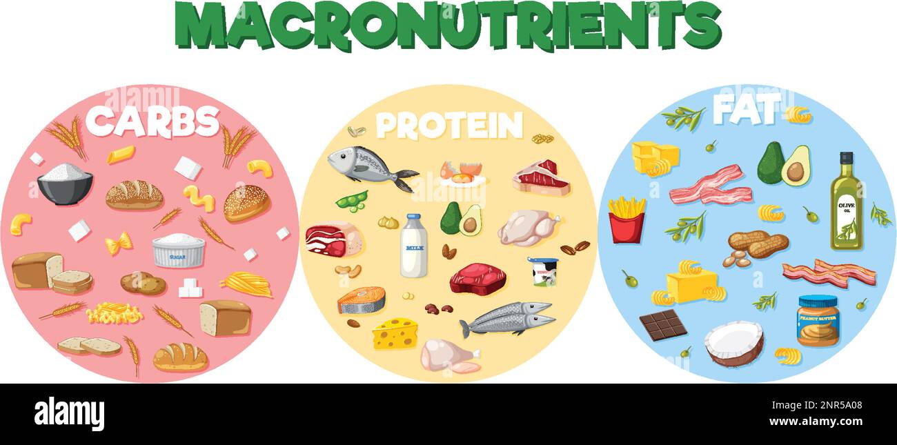 Macronutrients diagram with food ingredients illustration Stock Vector ...