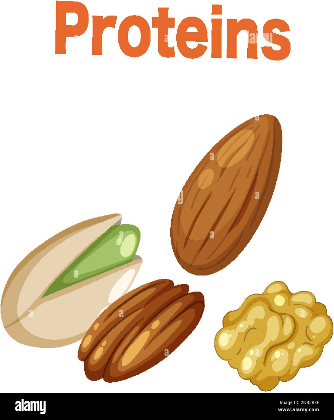Protiens text with various of nuts illustration Stock Vector Image ...