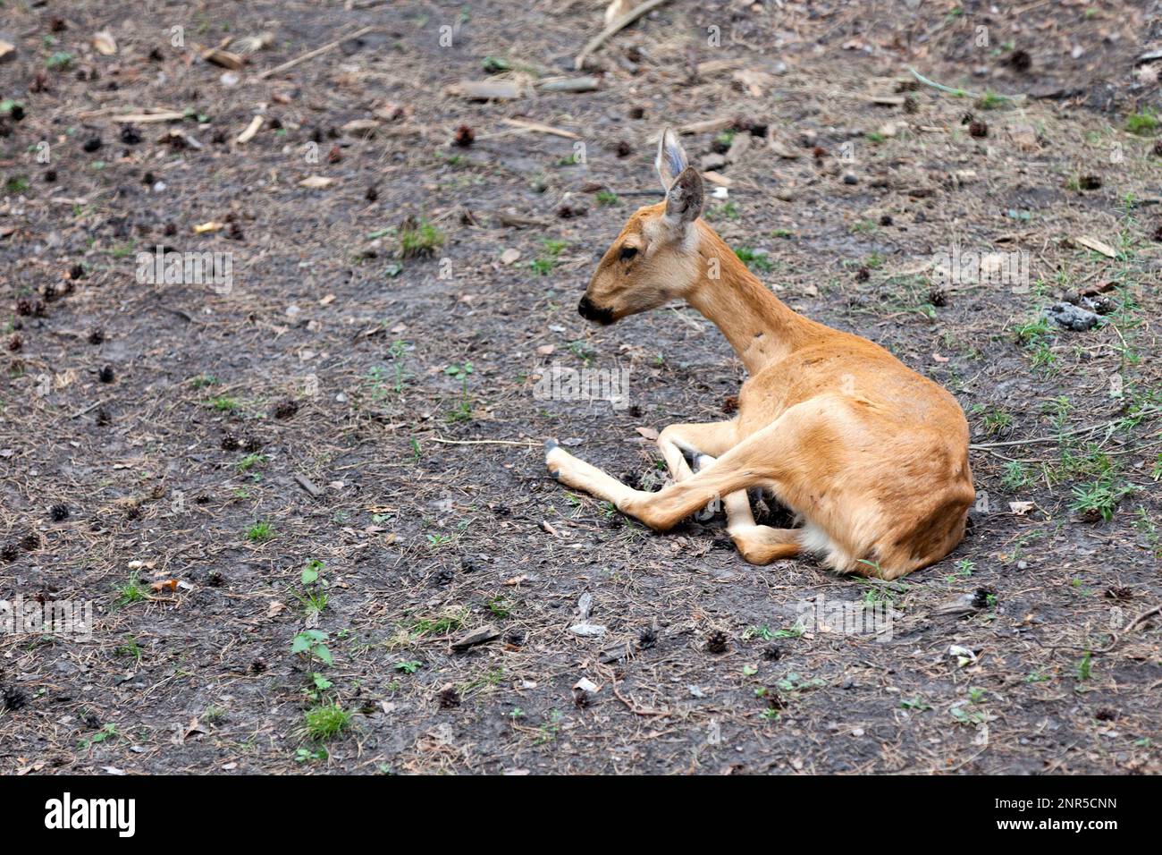 The Siberian roe deer or eastern roe deer (Capreolus pygargus) is a ...