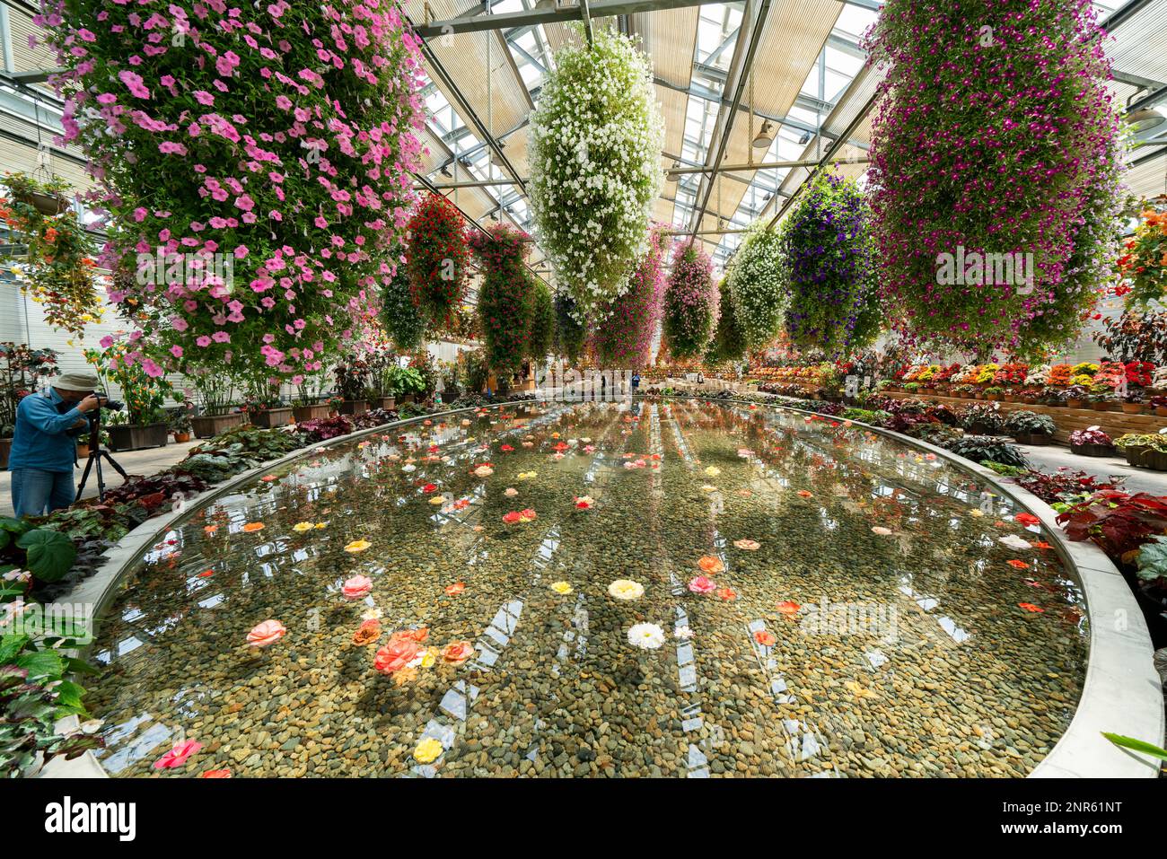 A photographer captures the reflection of flowers at The Begonia ...