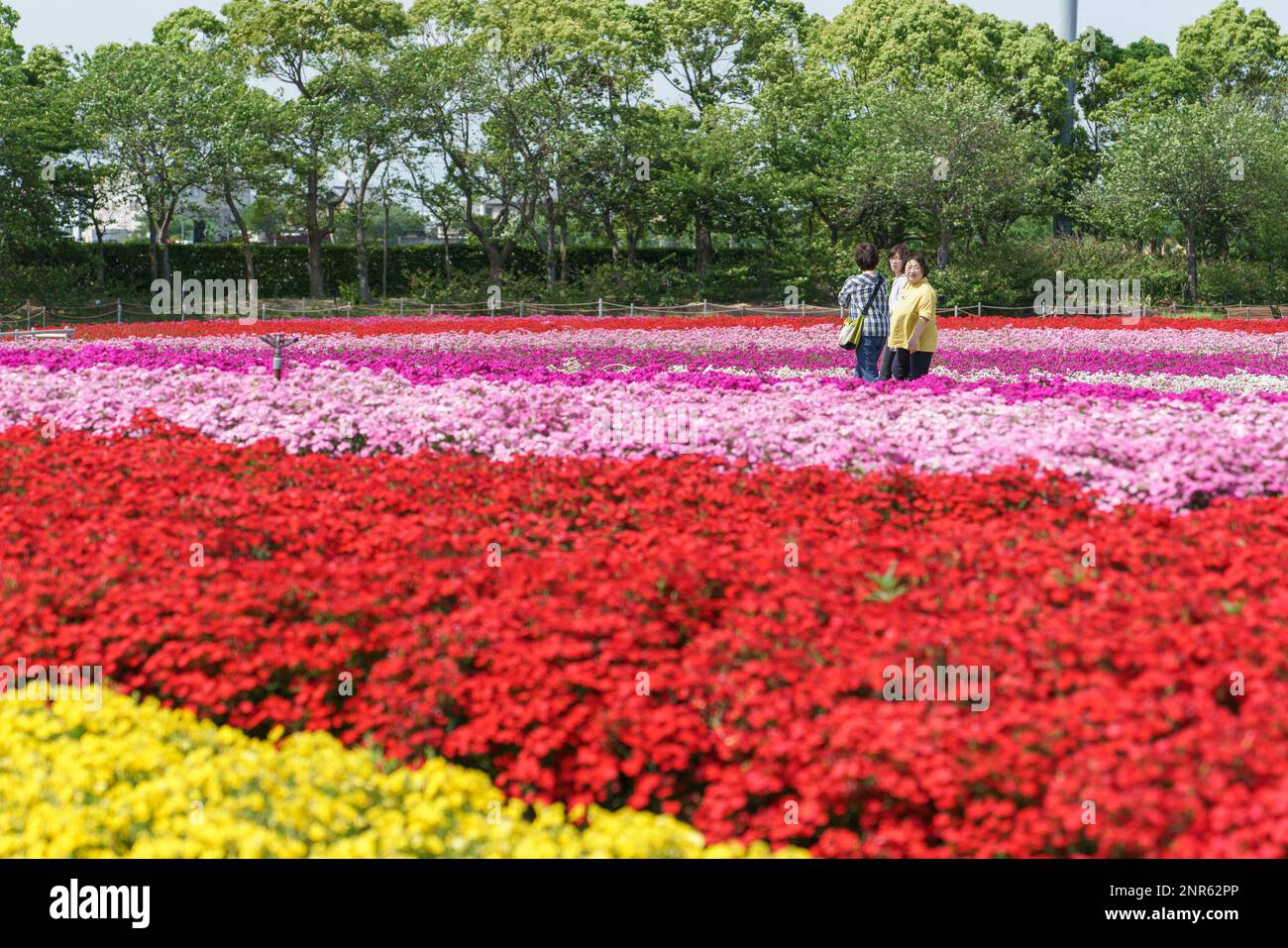 Nabana No Sato – one of Japans largest and popular flower parks ...