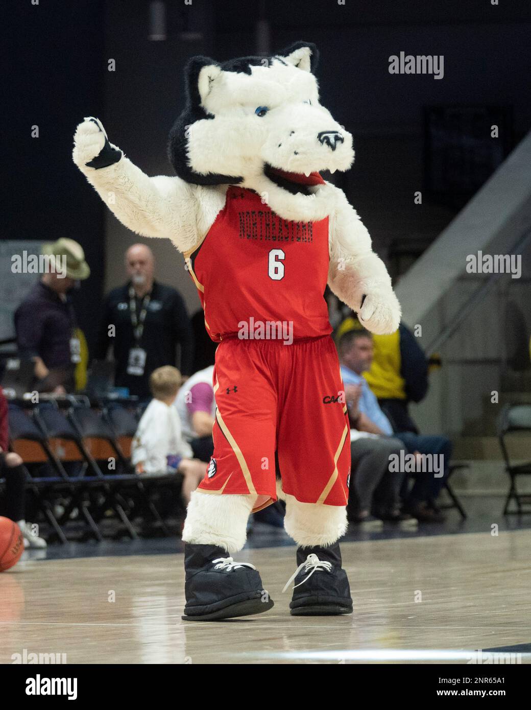 WASHINGTON, DC - MARCH 09: The Northeastern Huskies mascot performs ...