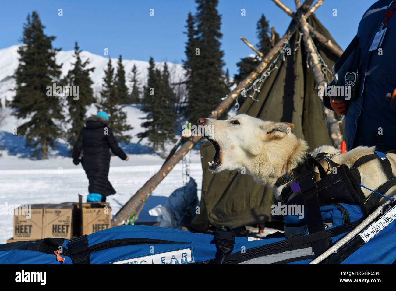 One of Paige Drobny's dogs rides in her sled as she reaches the Rainy ...
