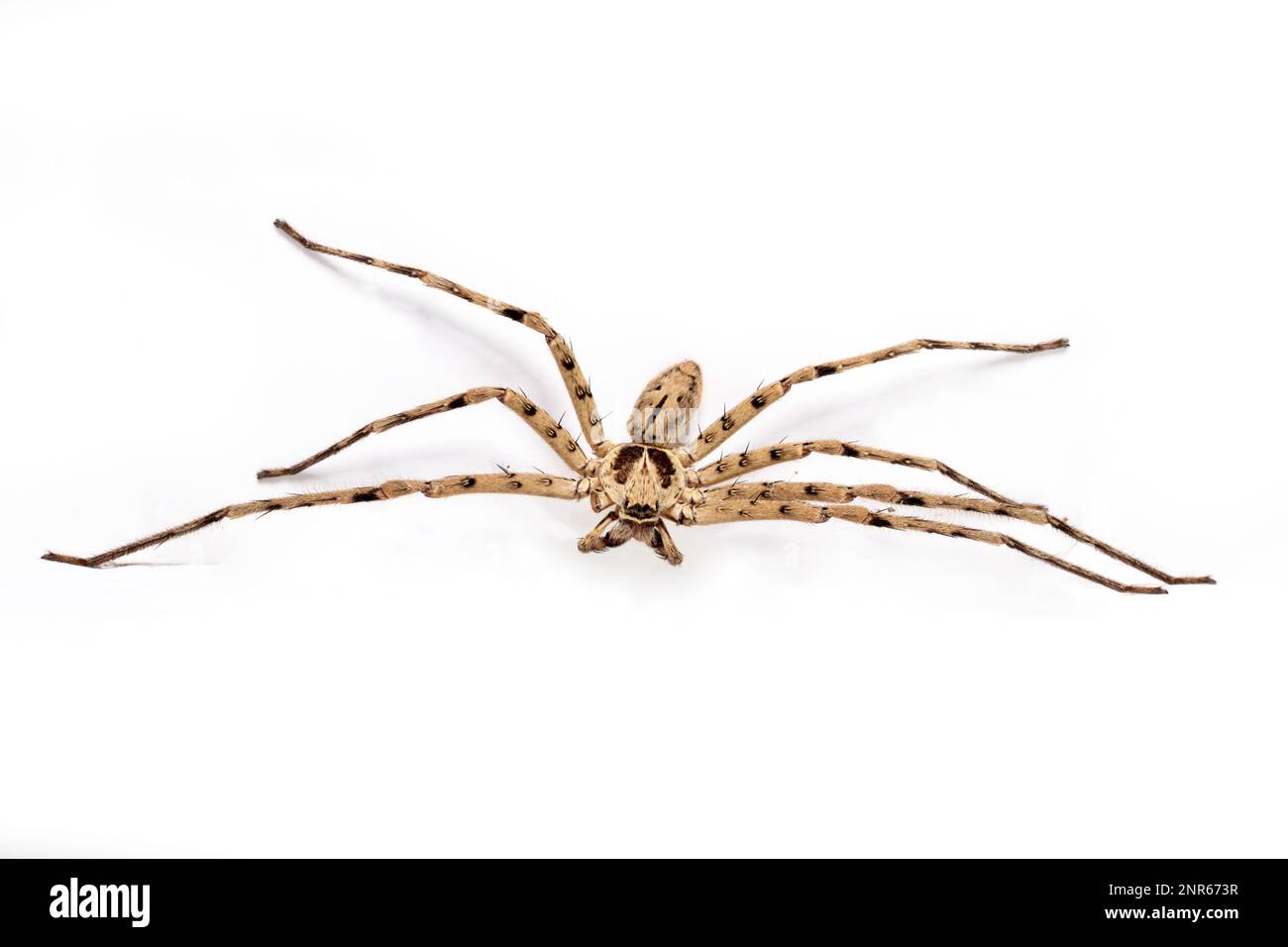 The Huntsman spider - Heteropoda venatoria on a white background Stock ...