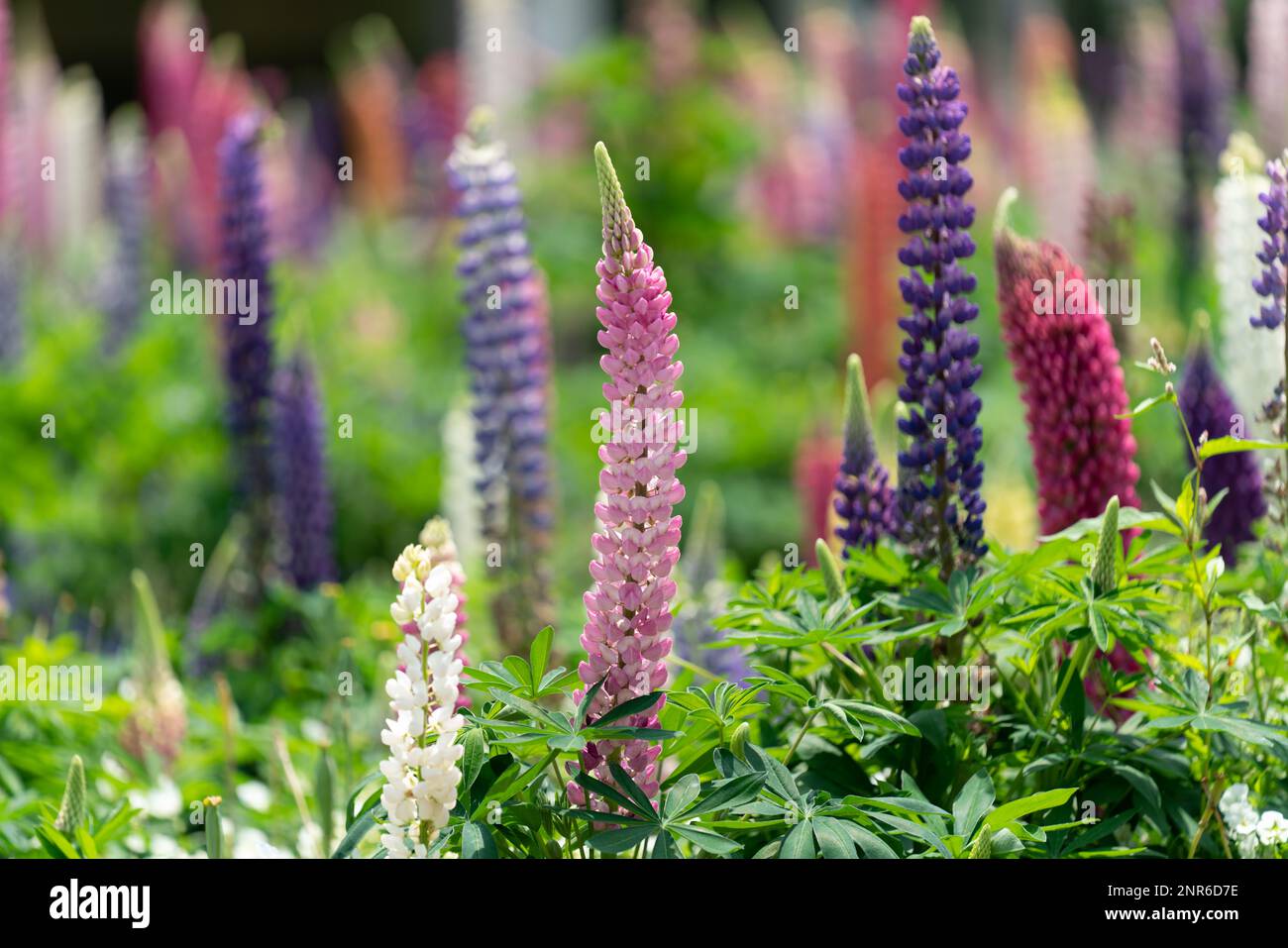Nabana No Sato – one of Japans largest and popular flower parks ...