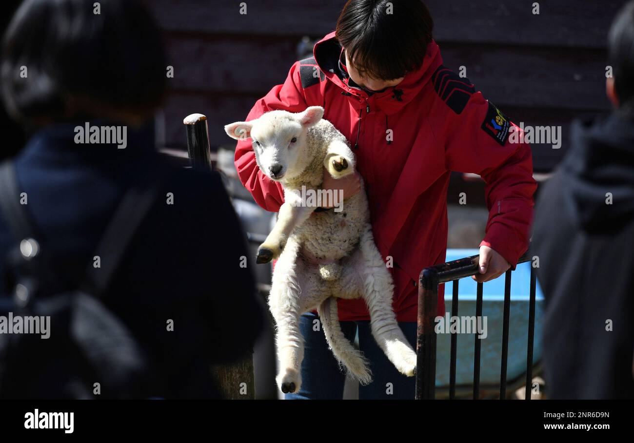New-born lambs are pictured at Kobe Municipal Rokko-san Pasture in Kobe ...