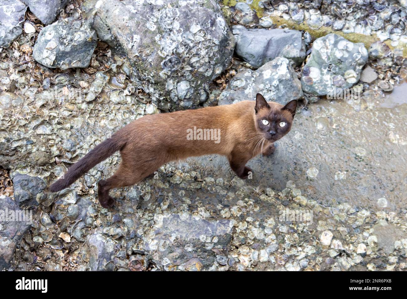 A brown Siamese cat walks along a rocky shore and looks into camera ...