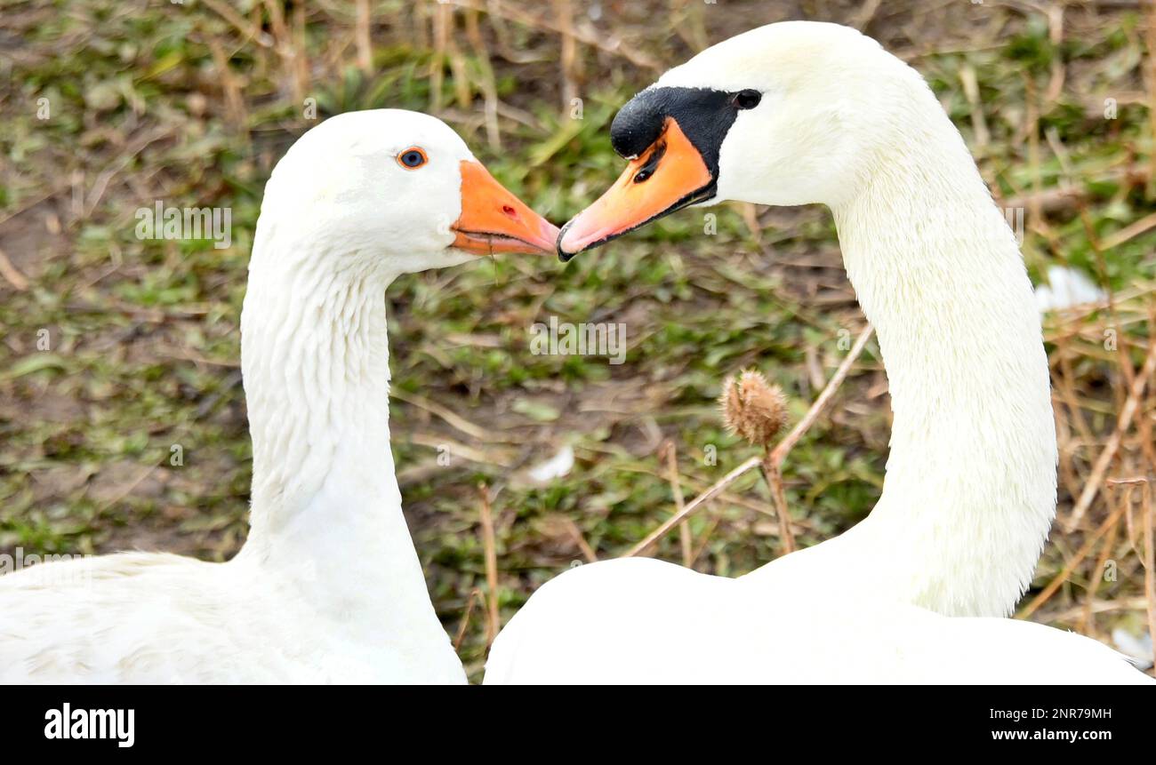 Film goose hi-res stock photography and images - Alamy