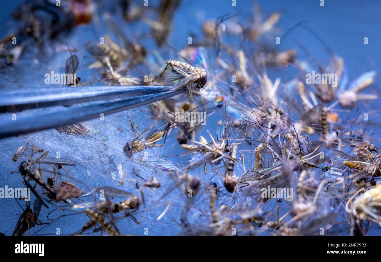 Identified using hi-res stock photography and images - Alamy