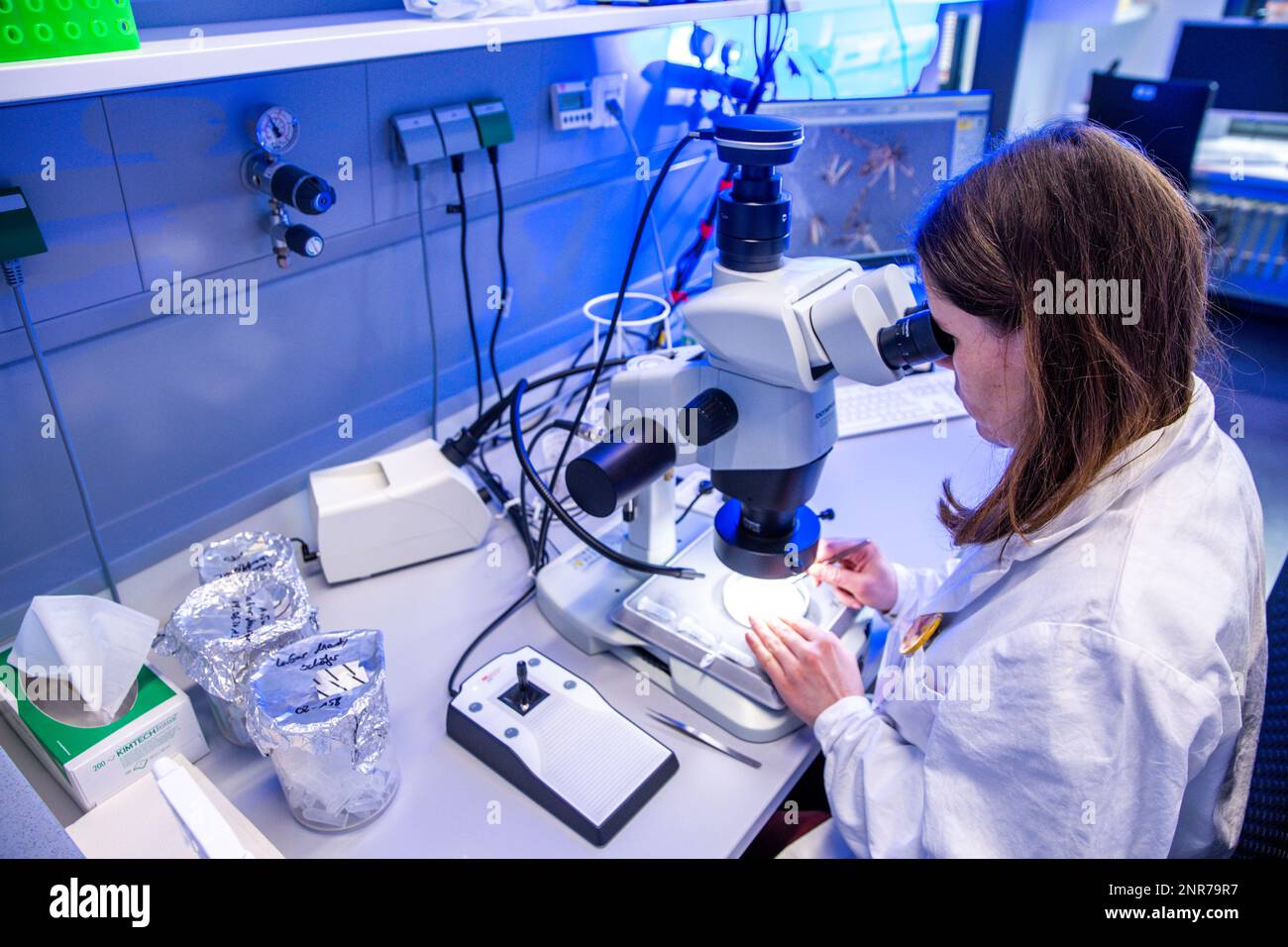 Riems, Germany. 31st Jan, 2023. Mandy Schäfer examines various mosquito ...