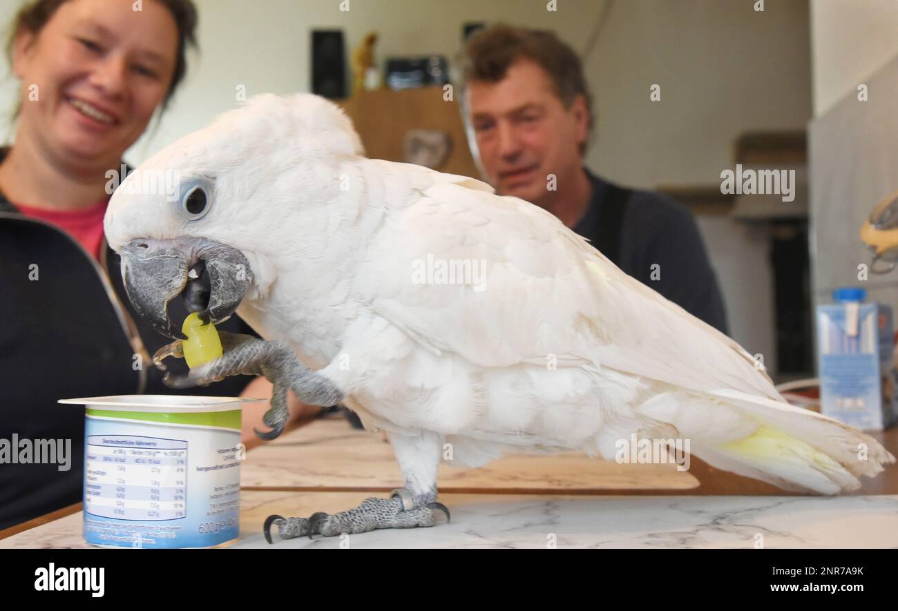 Film animal trainer hi-res stock photography and images - Alamy